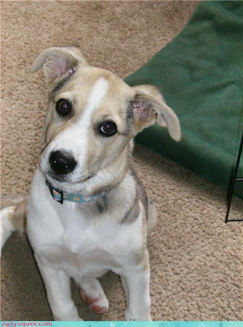 Daily Squee - Cute Animals - Cute Baby Animals - Cute Animal Pictures ...