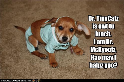 Yoo needz halp? - I Has A Hotdog - Dog Pictures - Funny pictures of ...