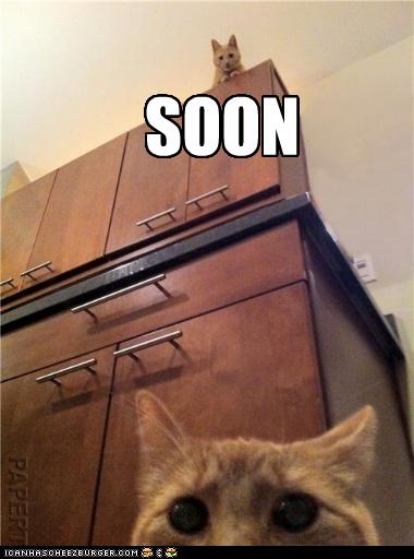 SOON - I Can Has Cheezburger?
