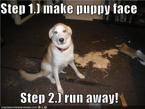 I Has A Hotdog - run away - Funny Dog Pictures | Dog Memes | Puppy ...