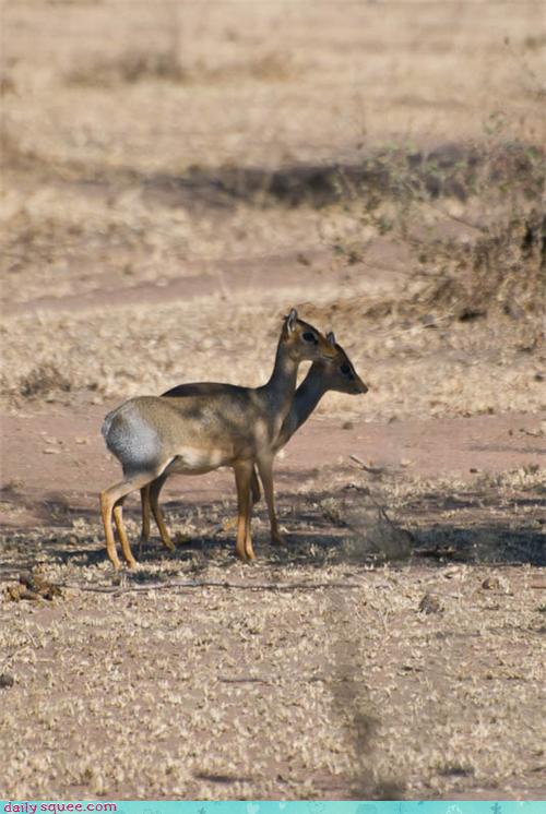 Daily Squee - Cute Animals - Cute Baby Animals - Cute Animal Pictures ...