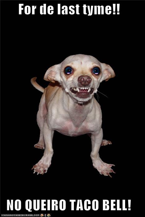 For de last tyme!! - I Has A Hotdog - Dog Pictures - Funny pictures of ...