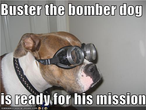 Buster the bomber - I Has A Hotdog - Dog Pictures - Funny pictures of ...