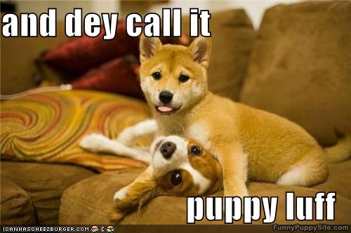 I Can Has Cheezburger? - puppy love - Funny Animals Online - Cheezburger