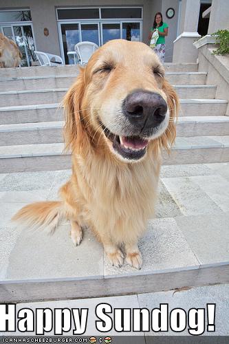 I Has A Hotdog - Dog Pictures - Funny pictures of dogs - Dog Memes ...