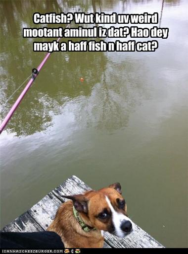 I Has A Hotdog - fish - Page 2 - Funny Dog Pictures | Dog Memes | Puppy ...