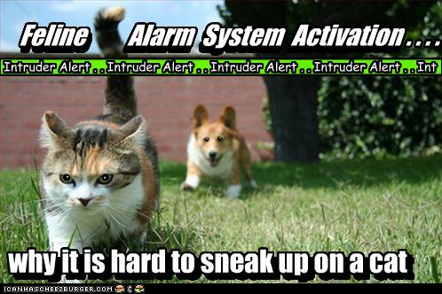 intruder alert.. intruder alert.. - I Has A Hotdog - Dog Pictures ...