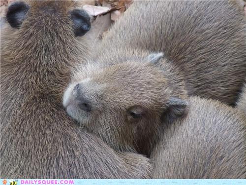 Daily Squee - Cute Animals - Cute Baby Animals - Cute Animal Pictures ...