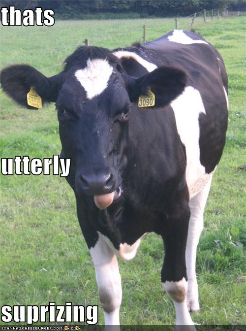 Derp Cow Meme