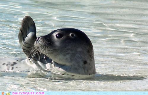 Animal Waving Goodbye Adorable