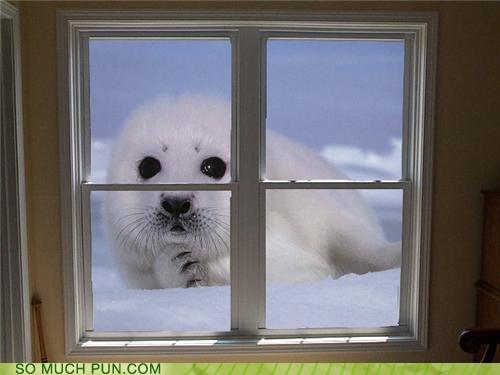 Puns - window - Funny Puns - Pun Pictures - Cheezburger