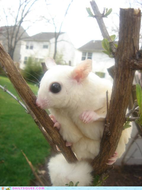 Daily Squee - Cute Animals - Cute Baby Animals - Cute Animal Pictures ...