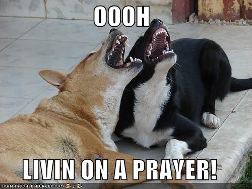 I Has A Hotdog - living on a prayer - Funny Dog Pictures | Dog Memes ...
