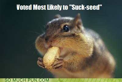 Puns - chipmunk - Funny Puns - Pun Pictures - Cheezburger