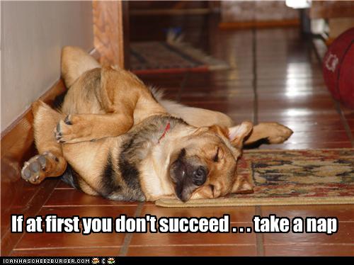 If at first - I Has A Hotdog - Dog Pictures - Funny pictures of dogs ...