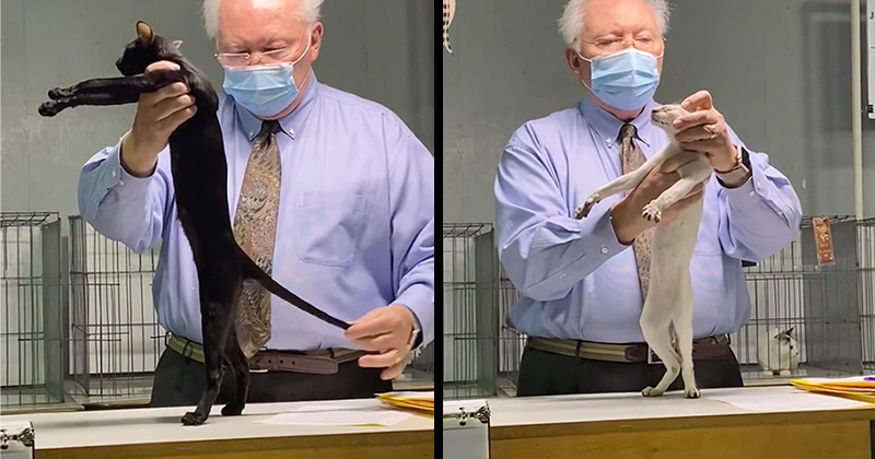 Clips from Cat Shows 'Best in Show' are Going Viral on Tiktok and We're ...