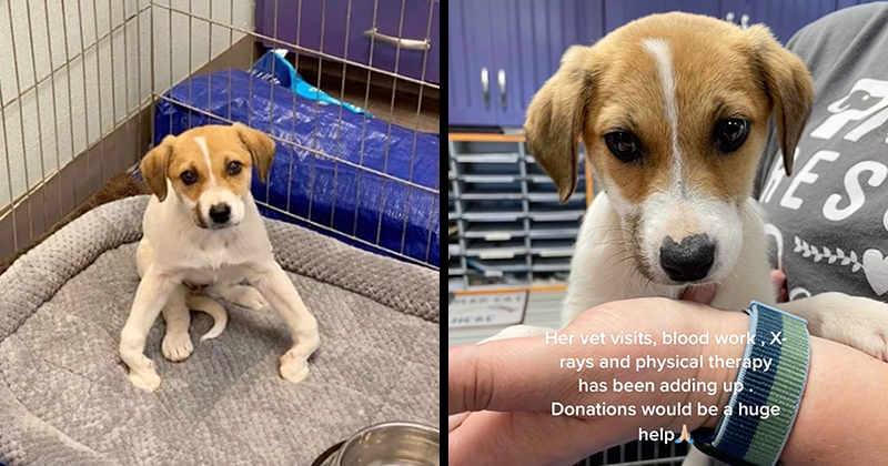 Abandoned Puppy with Scurvy Gets Rescued in the Mountains, TikToker is ...