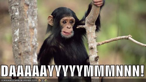 Derp - monkey - Derp Face Derps - hurr durr derp face - derp - Cheezburger