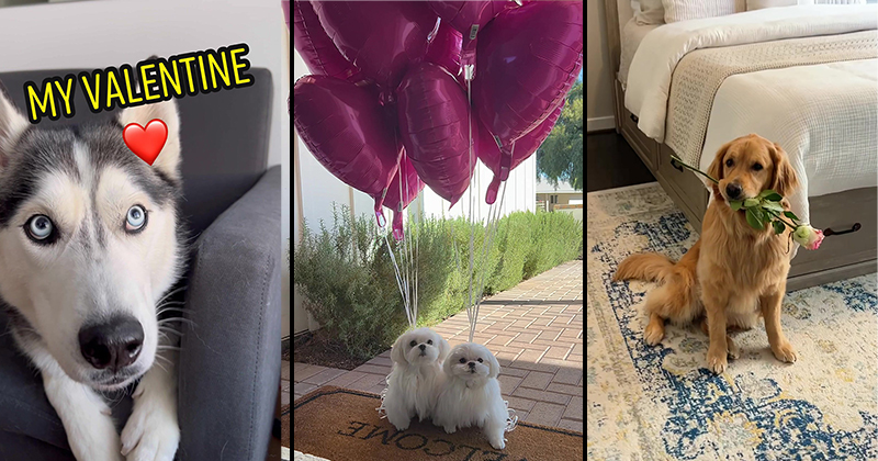 I Can Has Cheezburger? - viral-dogs - Funny Animals Online - Cheezburger