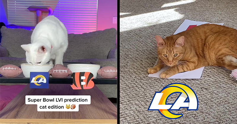 I Can Has Cheezburger? - Super-Bowl-Bets - Funny Animals Online ...