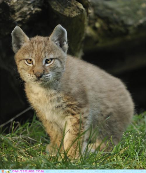 I Can Has Cheezburger? - lynx - Page 4 - Funny Animals Online - Cheezburger