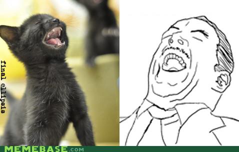 Aw Caattttt - Memebase - Funny Memes