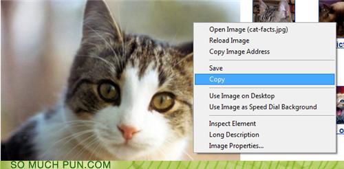 Puns - copycat - Funny Puns - Pun Pictures - Cheezburger