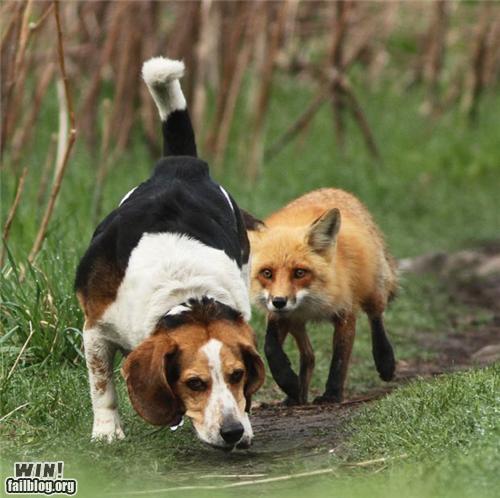 The Fox and the Hound IRL WIN - WIN! - epic win photos