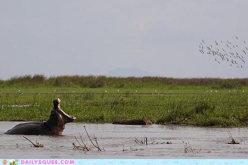 Daily Squee - Cute Animals - Cute Baby Animals - Cute Animal Pictures ...