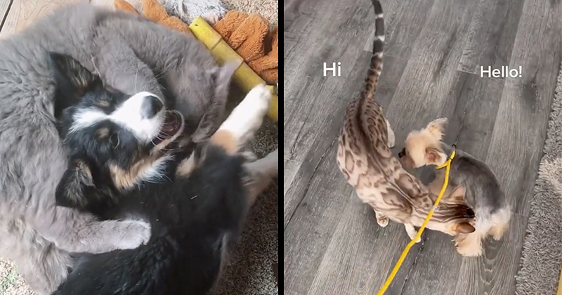 I Can Has Cheezburger? - dog-meets-cat - Funny Animals Online - Cheezburger