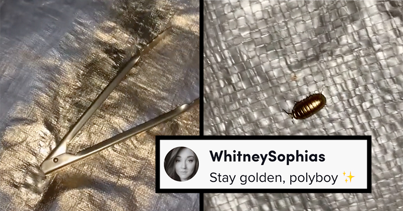 Potato Bug Memes Potato Bug Stock Illustrations – 2,644 Potato Bug