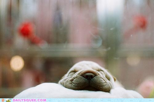 Daily Squee - Cute Animals - Cute Baby Animals - Cute Animal Pictures ...