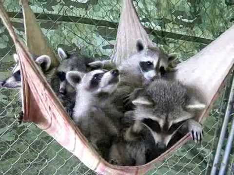 Wiggly Bunch of Bandits - Daily Squee - Cute Animals - Cute Baby ...