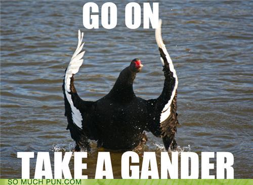 Puns - goose - Funny Puns - Pun Pictures - Cheezburger