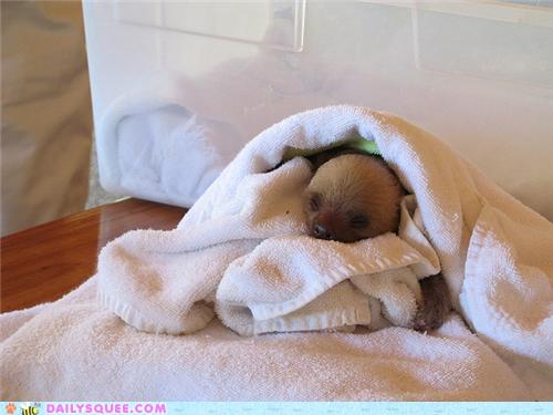 Daily Squee - Cute Animals - Cute Baby Animals - Cute Animal Pictures ...