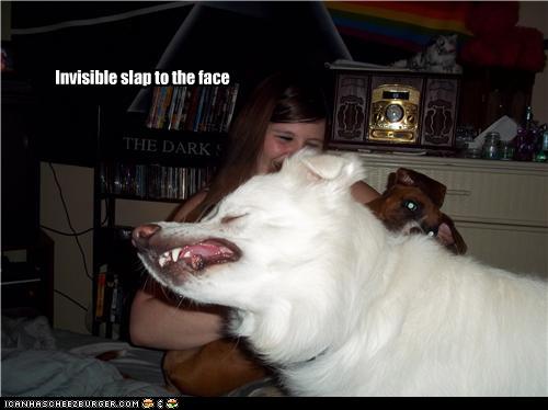 I Can Has Cheezburger? - slap - Page 3 - Funny Animals Online - Cheezburger