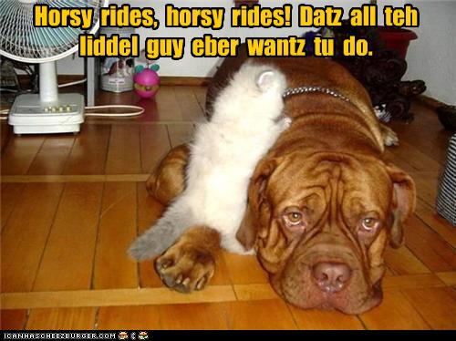 Climb aboard! - I Has A Hotdog - Dog Pictures - Funny pictures of dogs ...
