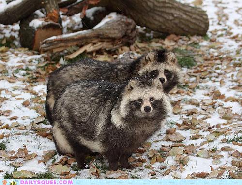 Daily Squee - tanuki - Cute Animals in the Cutest Pictures Ever and ...