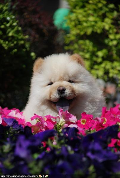 I Has A Hotdog - Dog Pictures - Funny pictures of dogs - Dog Memes ...