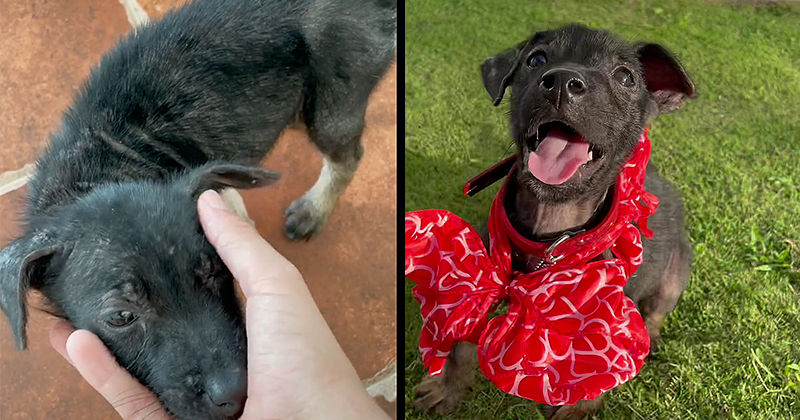 I Can Has Cheezburger? - WWII-dogs - Funny Animals Online - Cheezburger