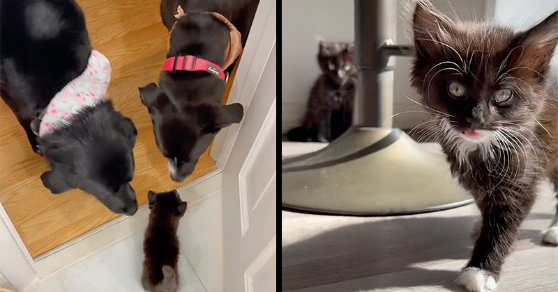 I Can Has Cheezburger? - big dogs - Funny Animals Online - Cheezburger