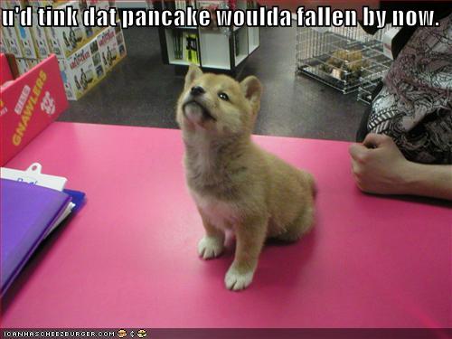 I Has A Hotdog - pancake - Funny Dog Pictures | Dog Memes | Puppy ...