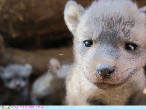 I'mma Pout Now - Daily Squee - Cute Animals - Cute Baby Animals - Cute ...