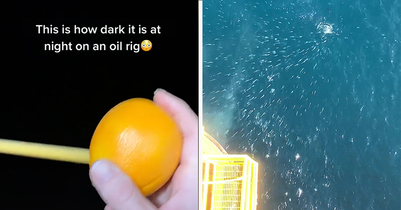 Oil Rig Worker in the Middle of the Ocean Goes Viral for Feeding ...