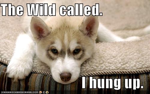The Wild called - I Has A Hotdog - Dog Pictures - Funny pictures of ...