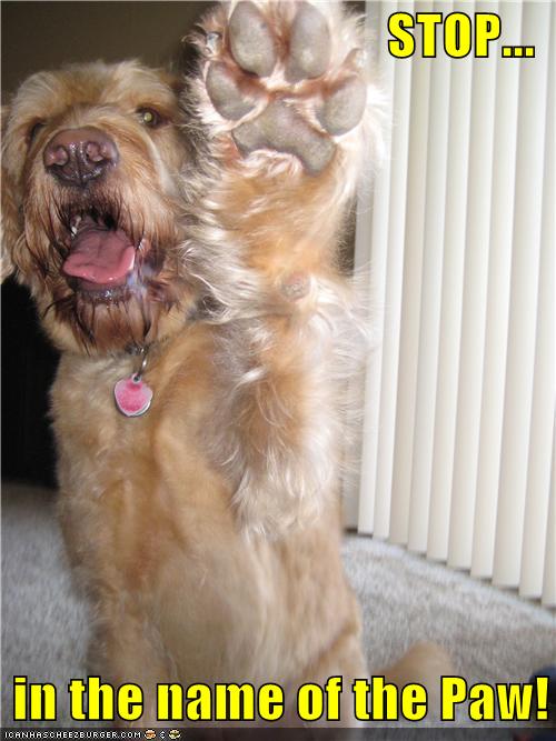 I Has A Hotdog - police - Page 3 - Funny Dog Pictures | Dog Memes ...