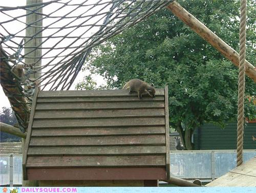 Daily Squee - Cute Animals - Cute Baby Animals - Cute Animal Pictures ...