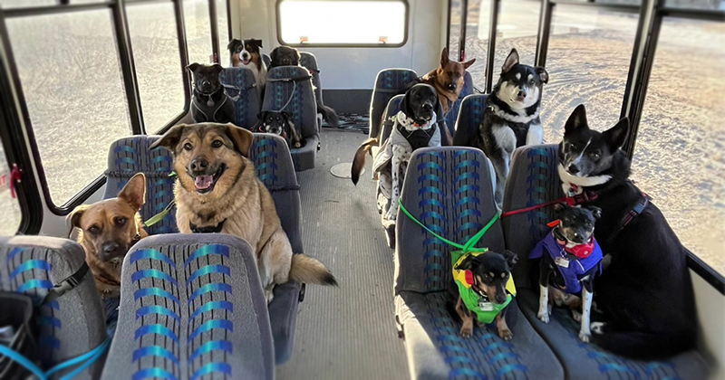 Are Dog Allowed On Buses