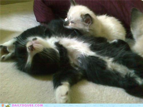 Daily Squee - Cute Animals - Cute Baby Animals - Cute Animal Pictures ...