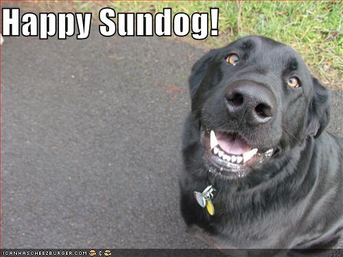 Happy Sundog! - I Has A Hotdog - Dog Pictures - Funny pictures of dogs ...